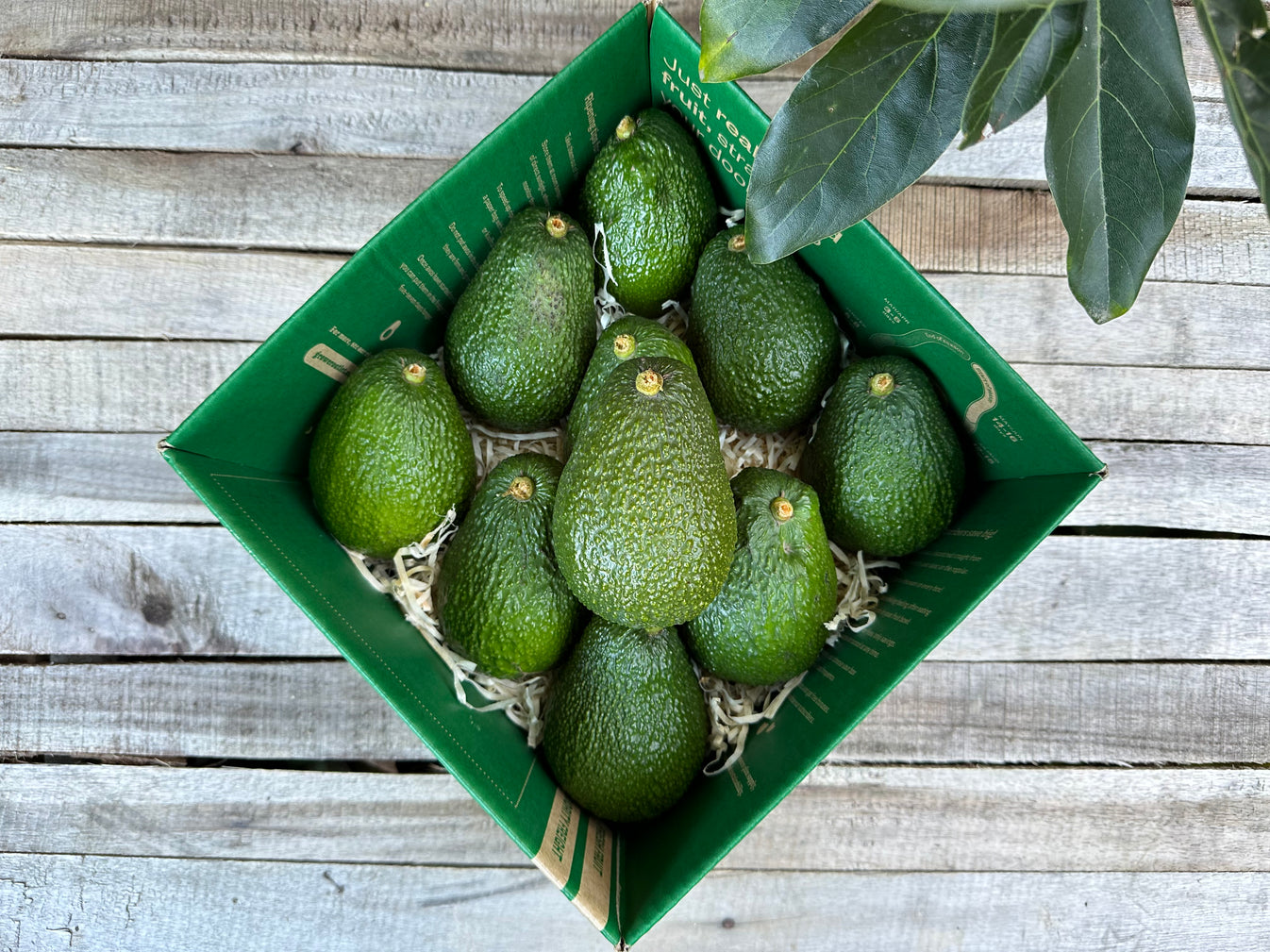 18 Large Avocados | Buy Avocados Online NZ | Grower Outlet