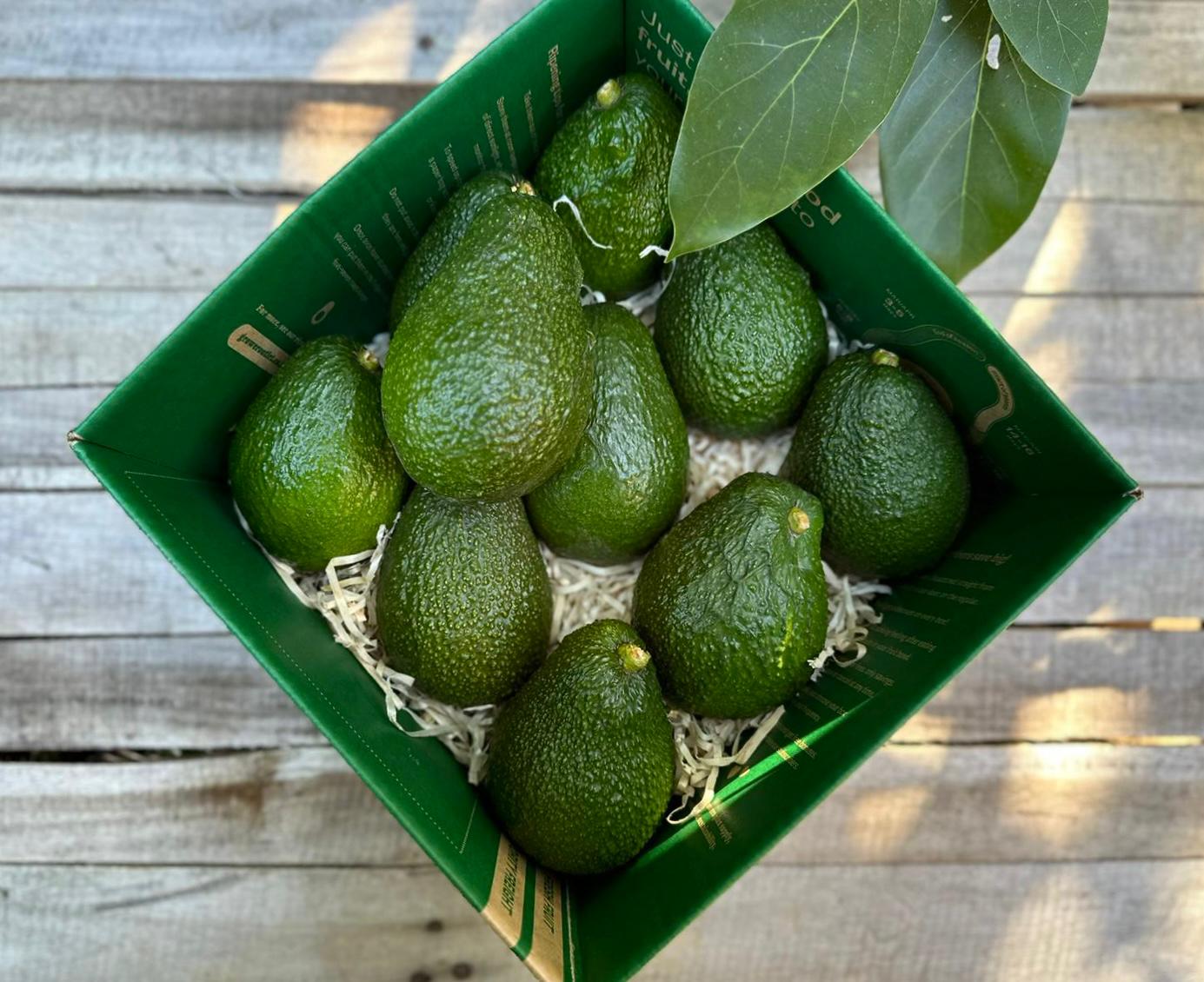 18 Large Avocados | Buy Avocados Online NZ | Grower Outlet