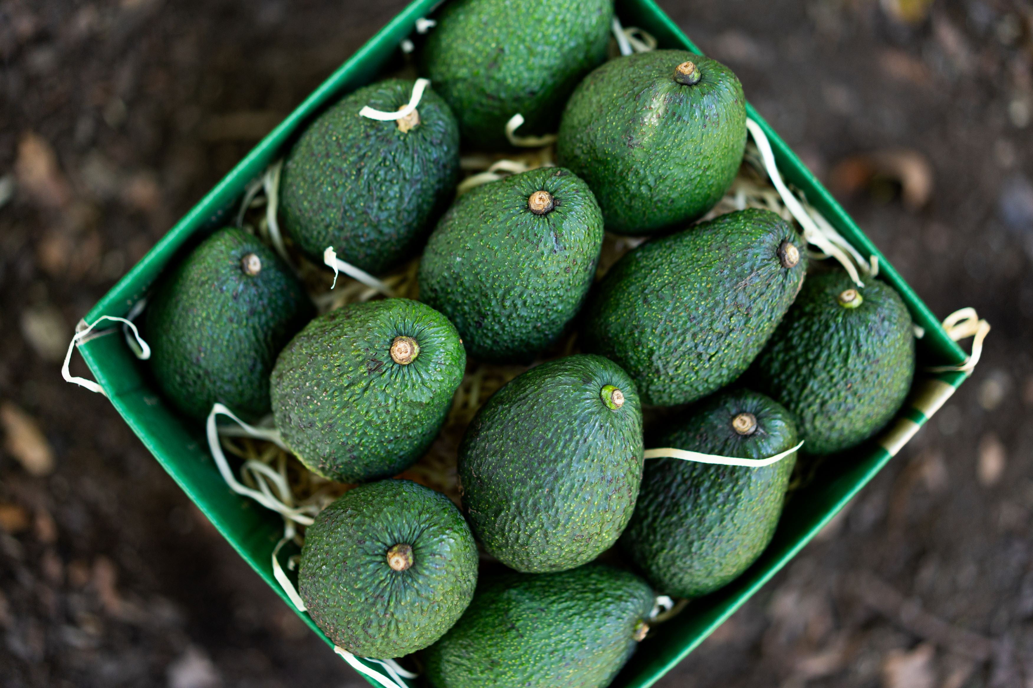 12 Medium Avocados | Buy Avocados Online NZ | Grower Outlet