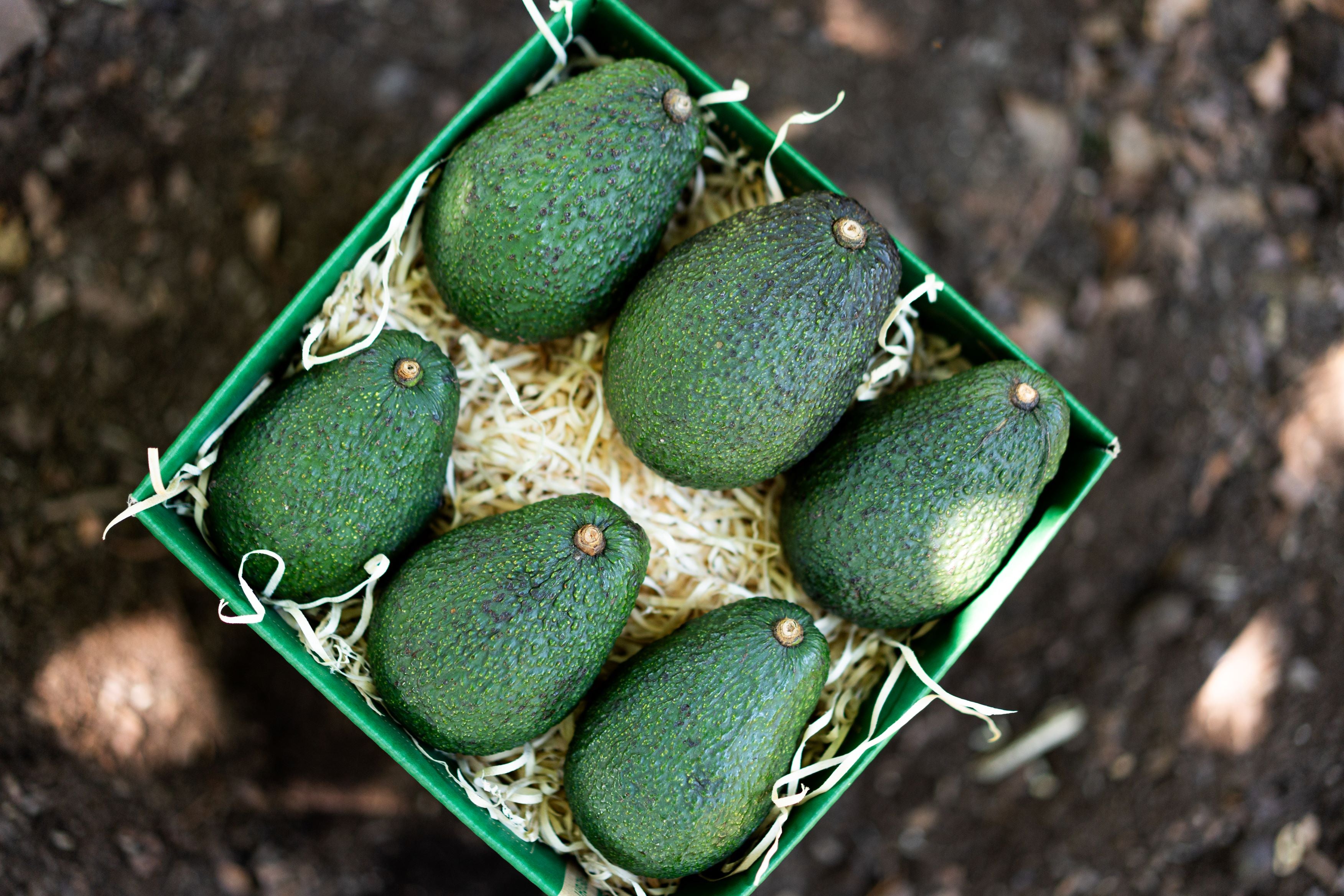 6 Jumbo Avocados | Buy Avocados Online NZ | Grower Outlet
