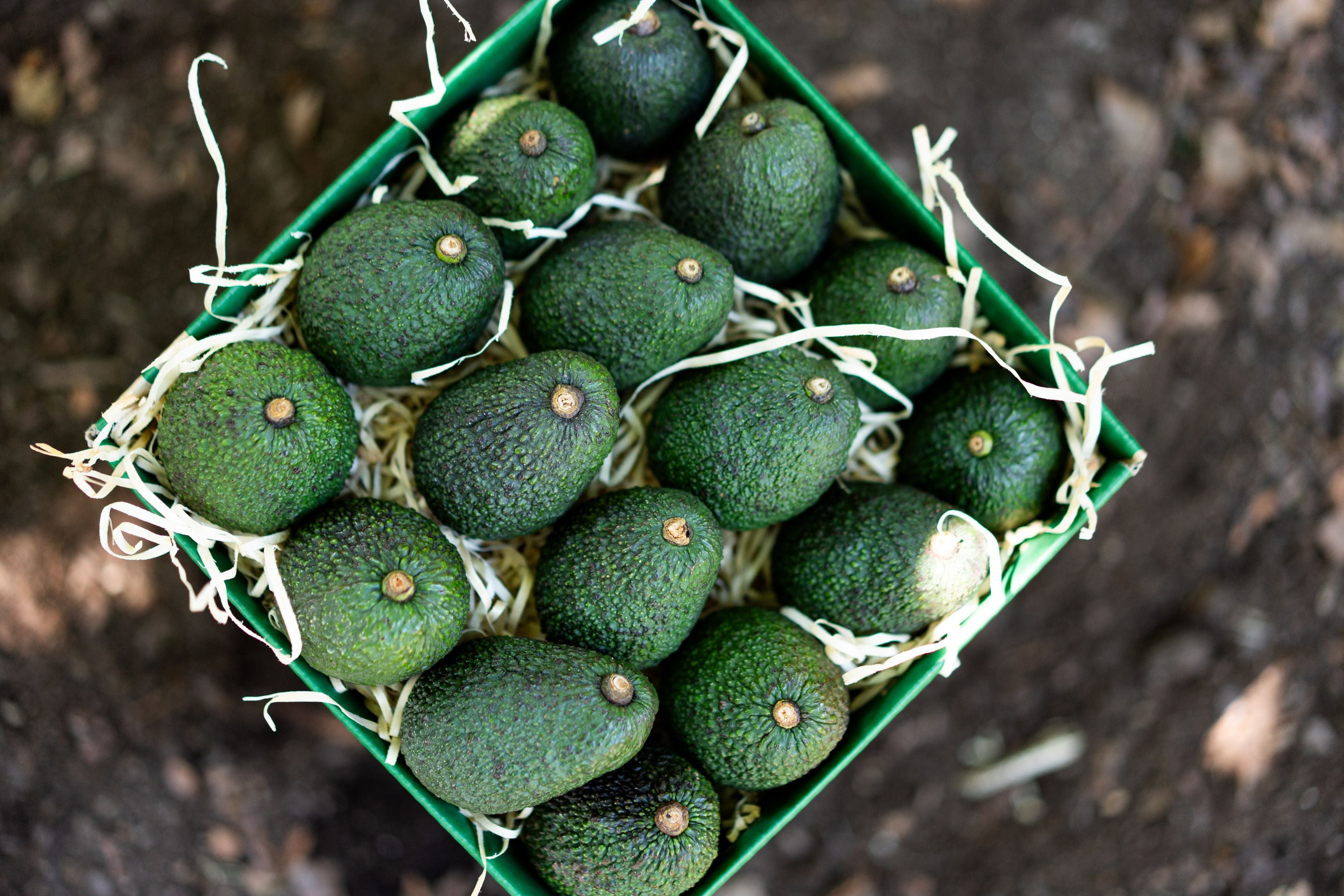Little Beauties Box | Buy Avocados Online NZ | Grower Outlet