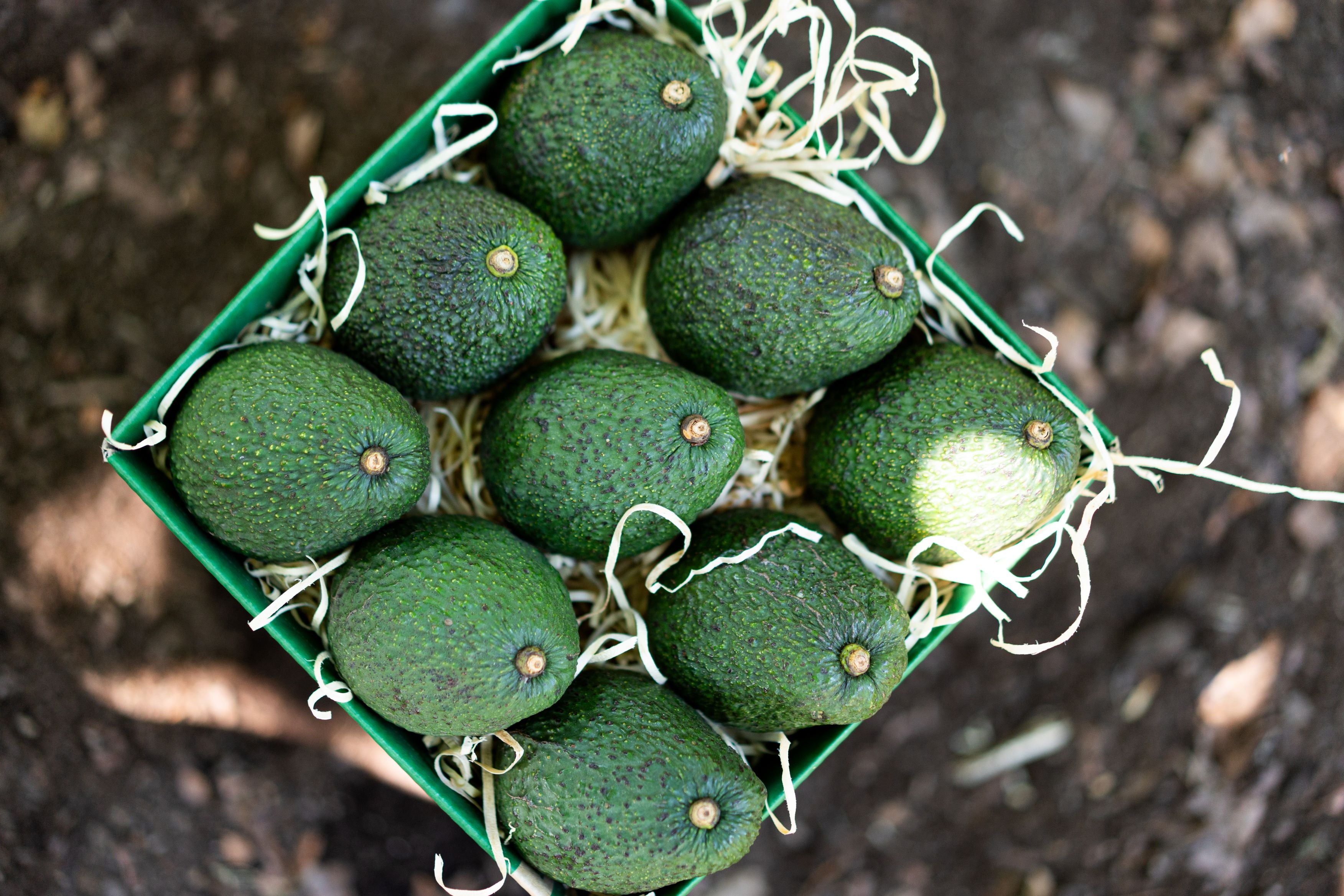 9 Extra Large Avocados | Buy Avocados Online NZ | Shop Online