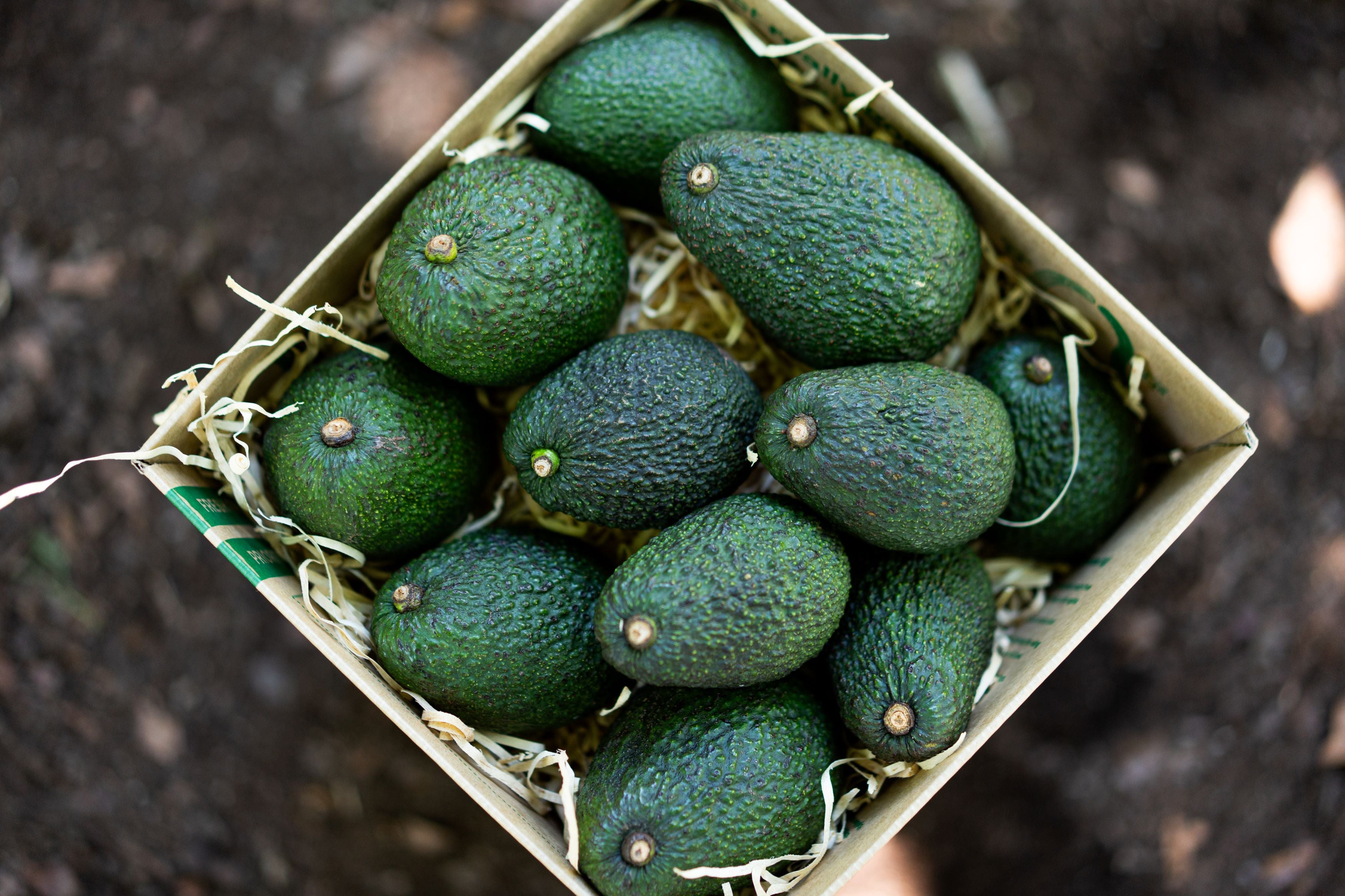 3kg Mixed Box of Avocados | Buy Avocados Online NZ