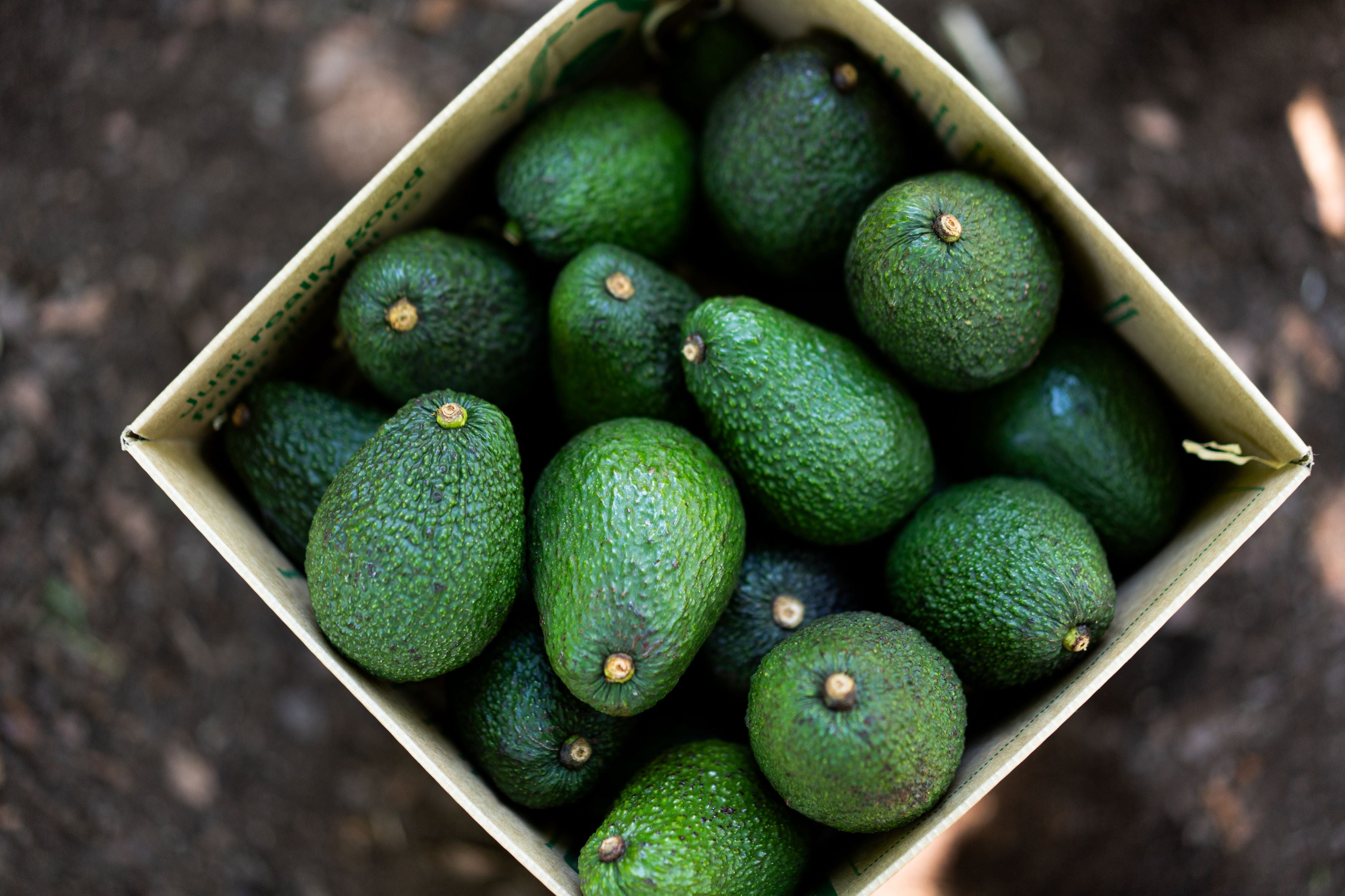 30 Small Avocados | Buy Avocados Online NZ | Grower Outlet