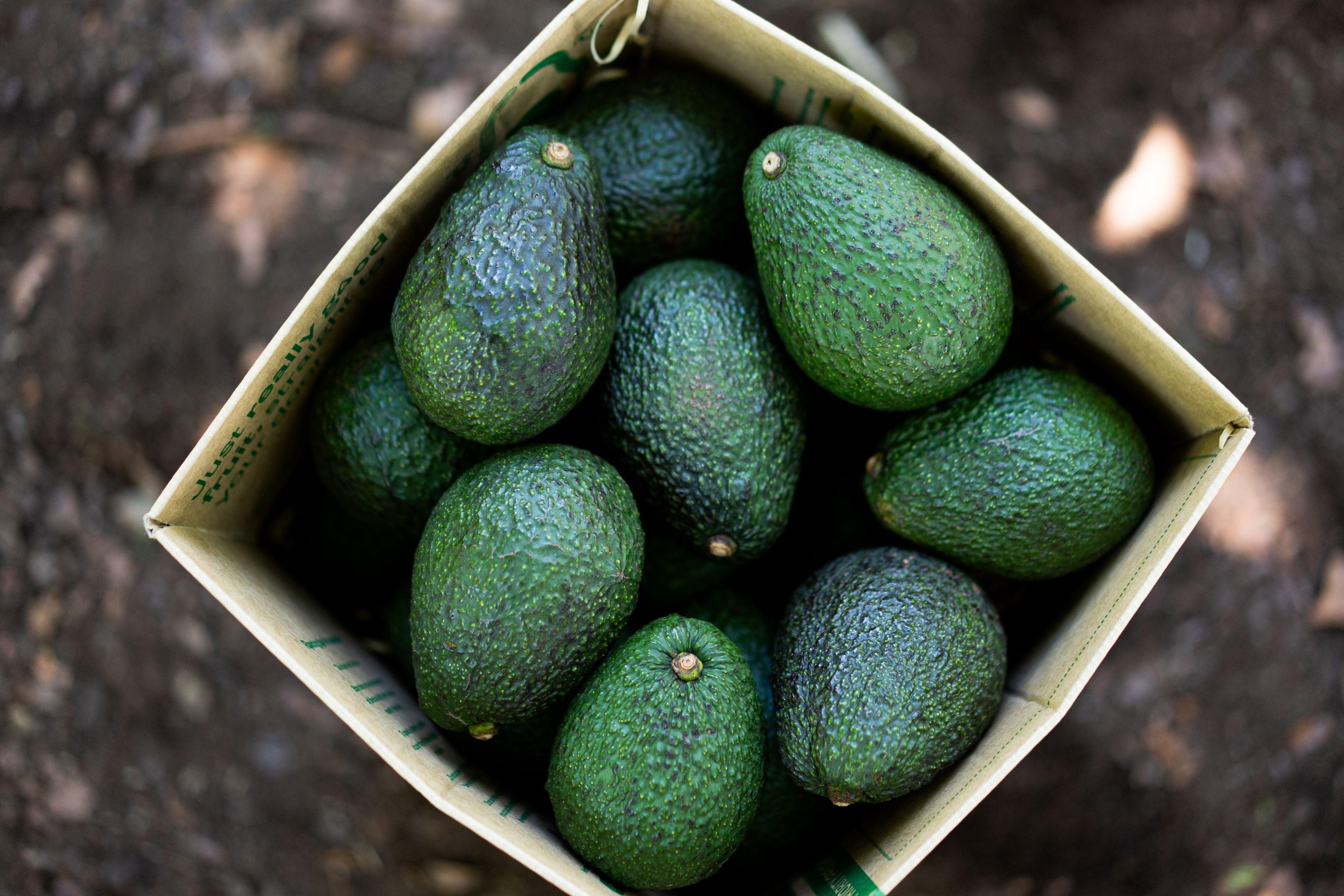 15 Extra Large Avocados | Buy Avocados Online NZ | Grower Outlet