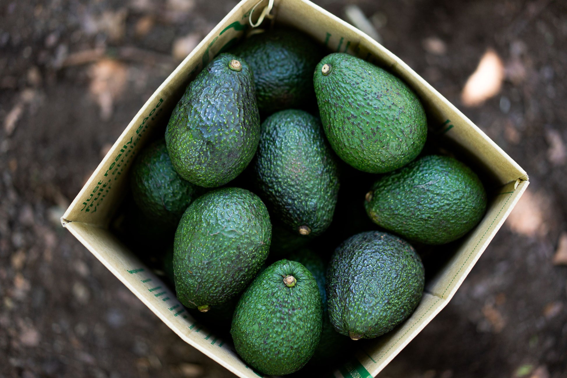 15 Extra Large Avocados | Buy Avocados Online NZ | Grower Outlet