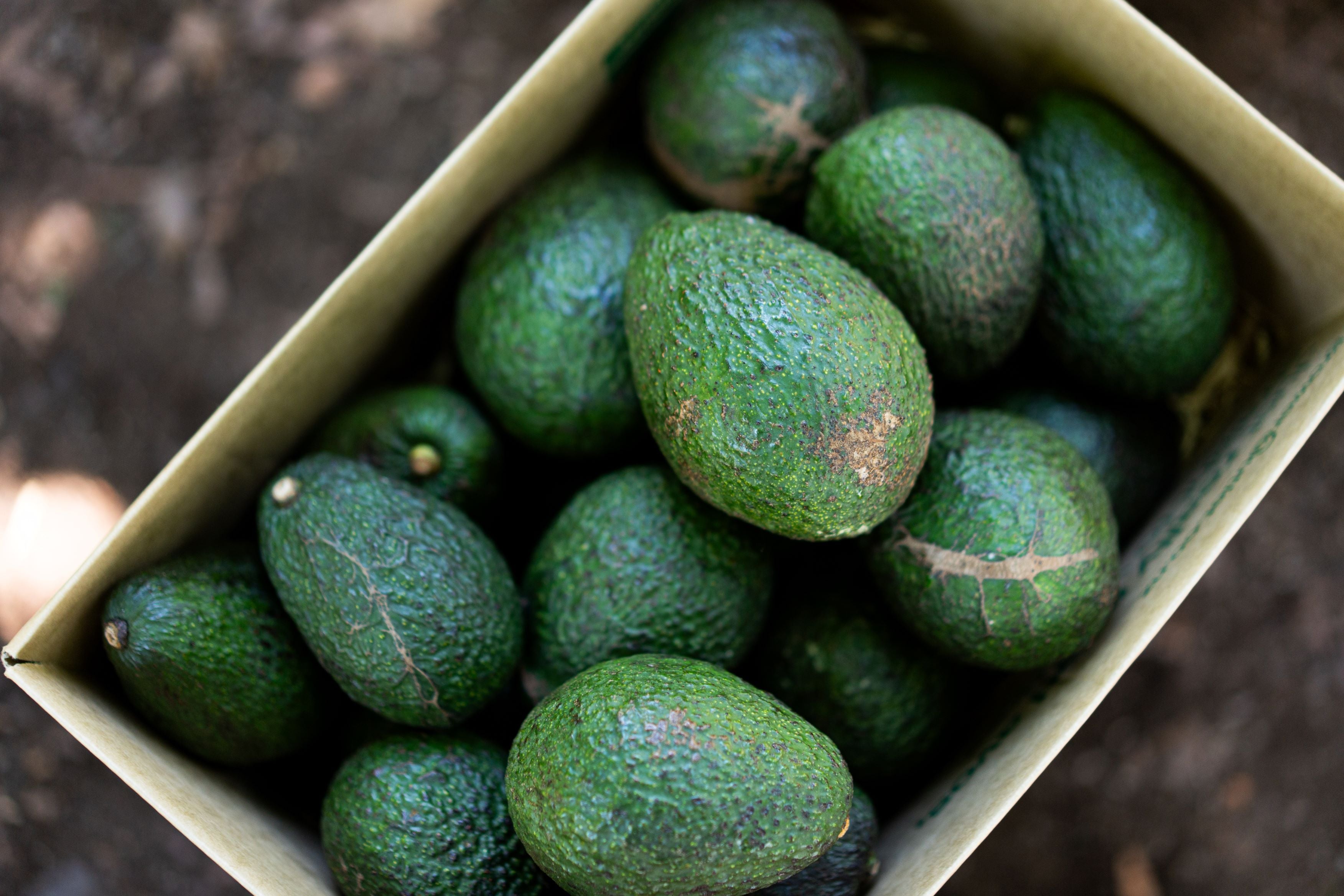 8kg Box of Seconds Avocados | Buy Avocados Online NZ