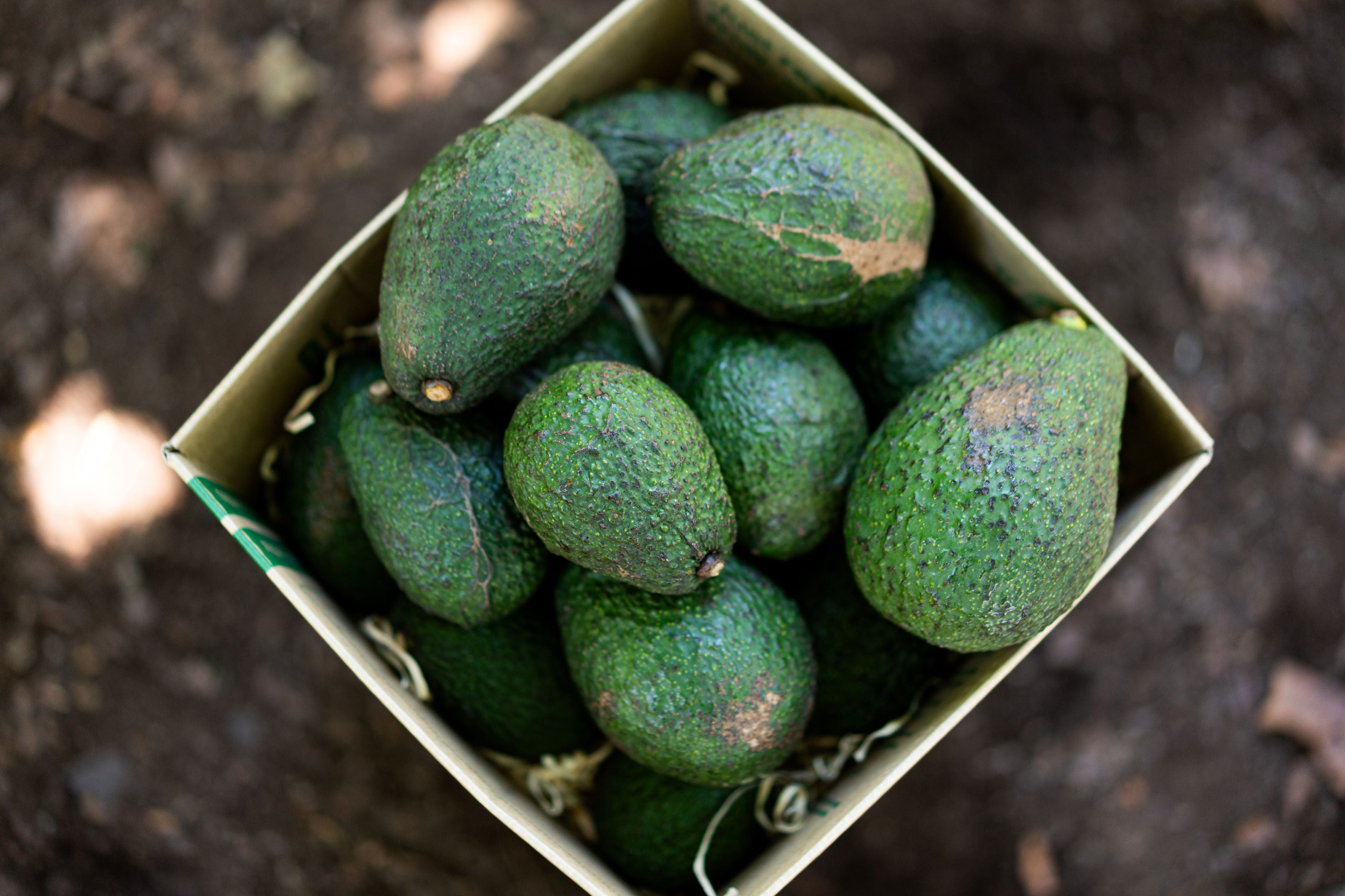 5kg Box of Seconds Avocados | Buy Avocados Online NZ