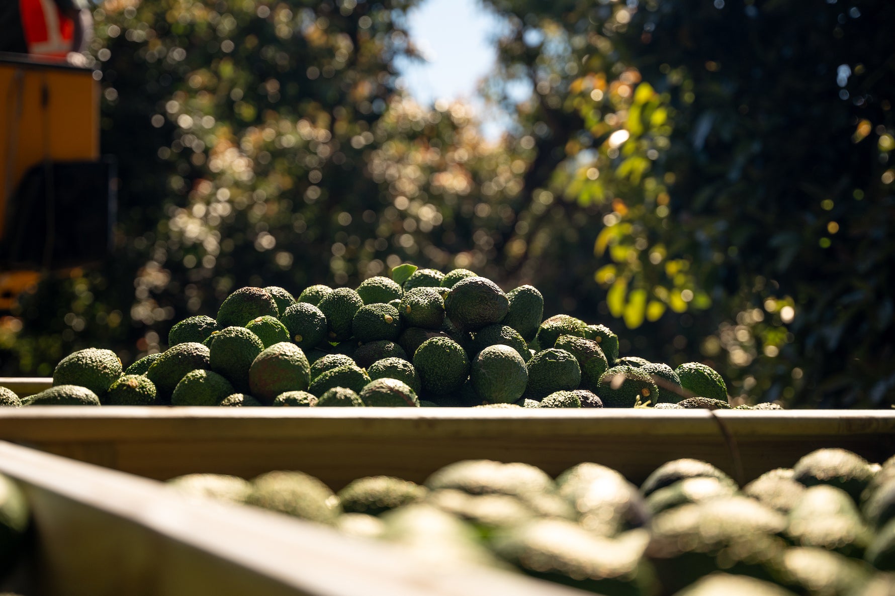 Avocados NZ | Buy Avocados Online | Avocado Subscription