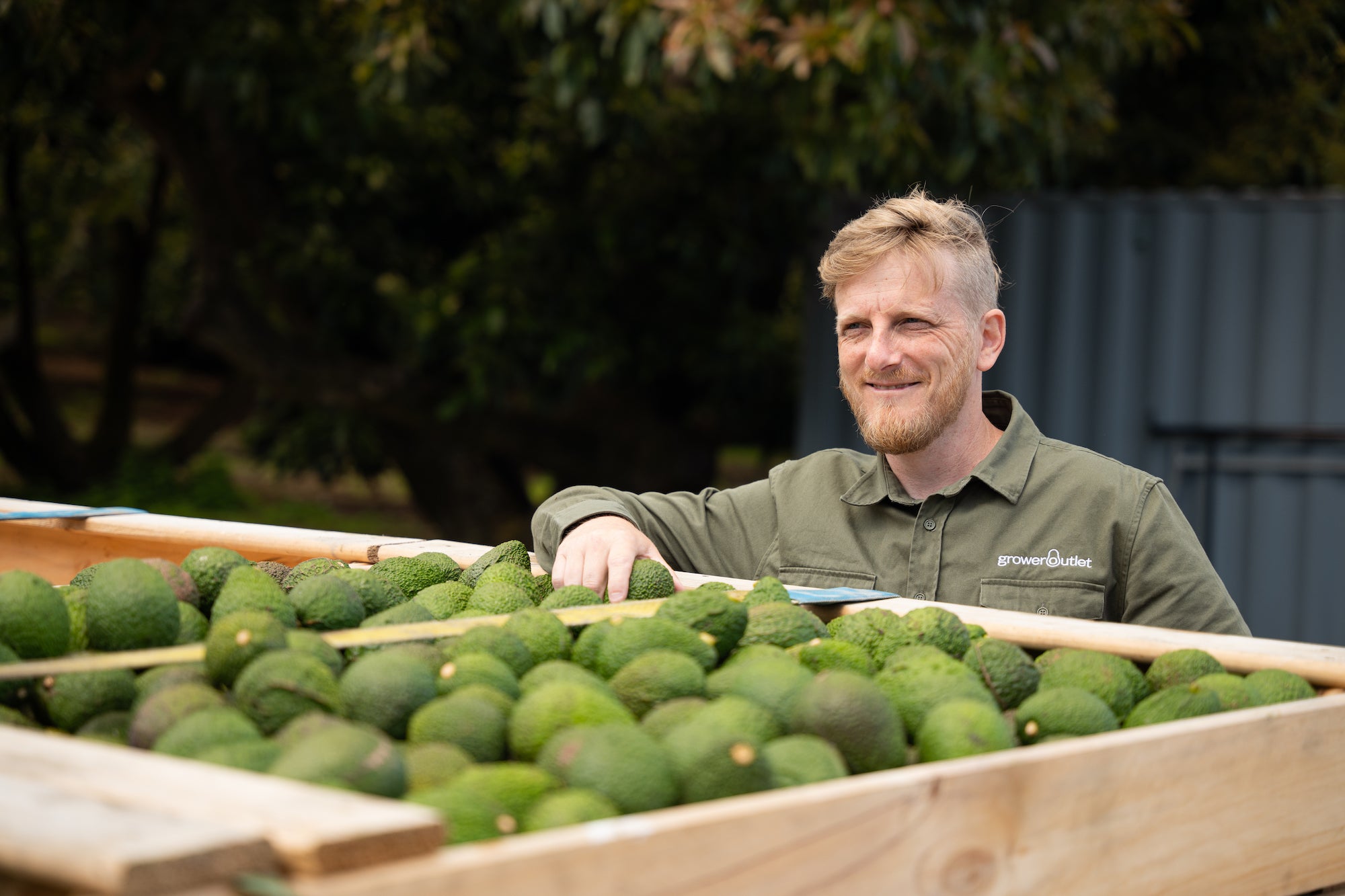 Avocados NZ | Buy Avocados Online | Avocado Subscription