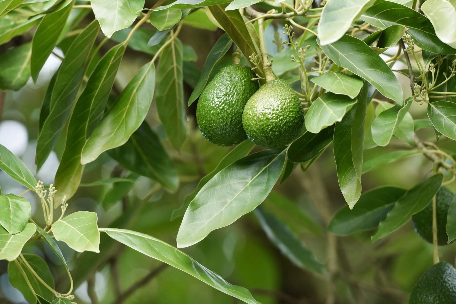 Avocados NZ | Buy Avocados Online | Avocado Subscription