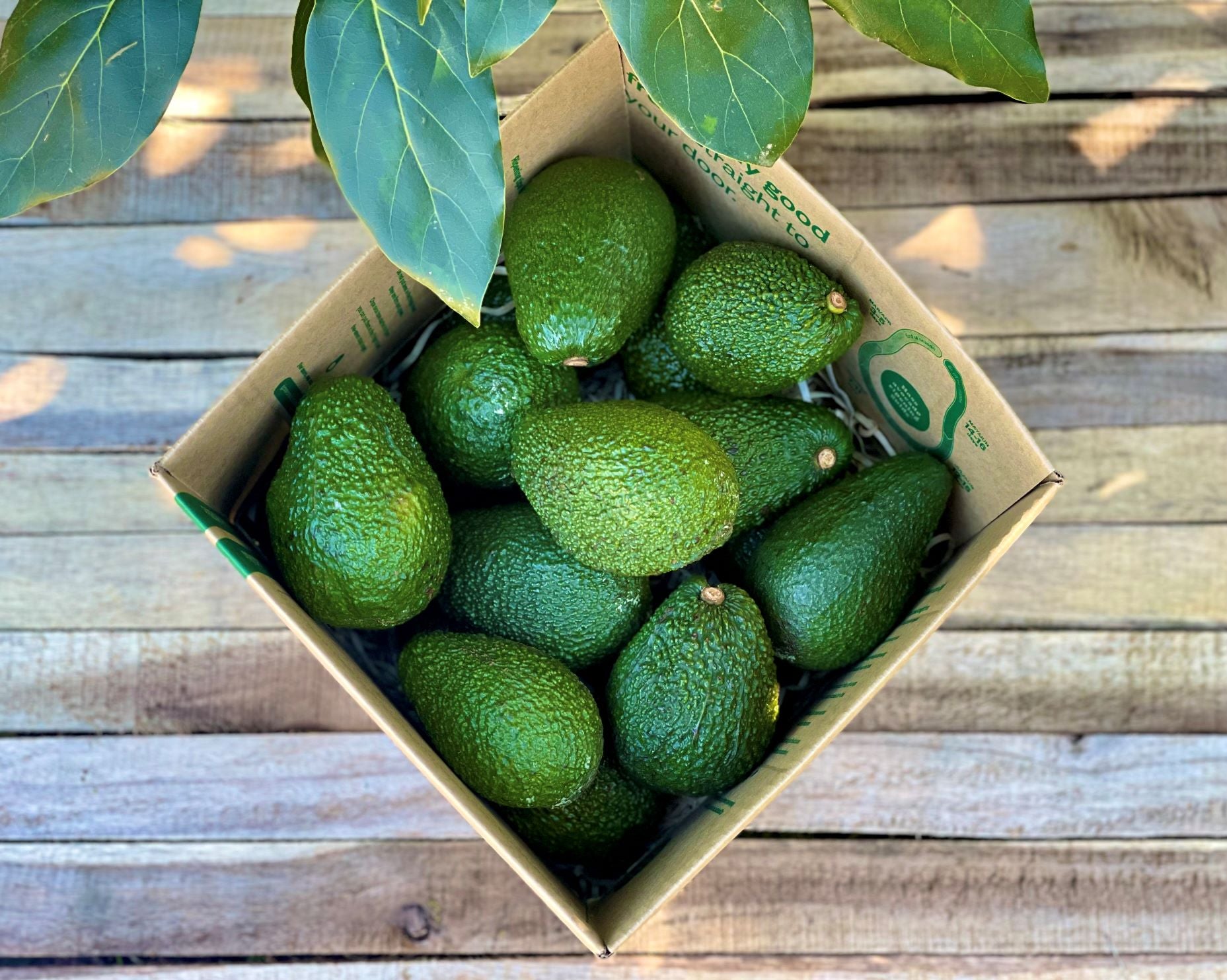 3kg Mixed Box of Avocados | Buy Avocados Online NZ