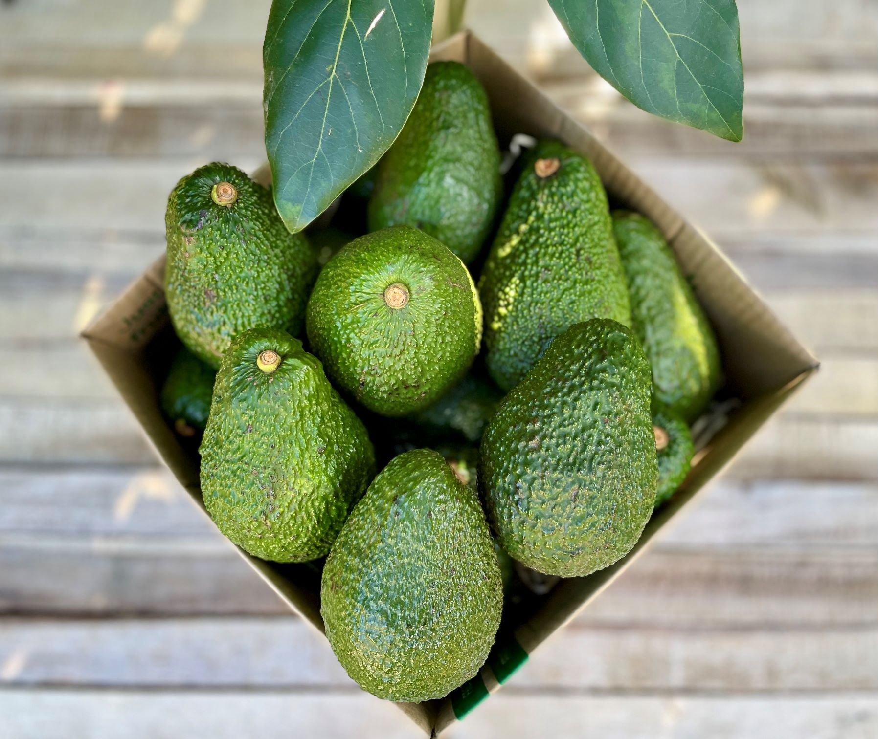 15 Extra Large Avocados | Buy Avocados Online NZ | Grower Outlet