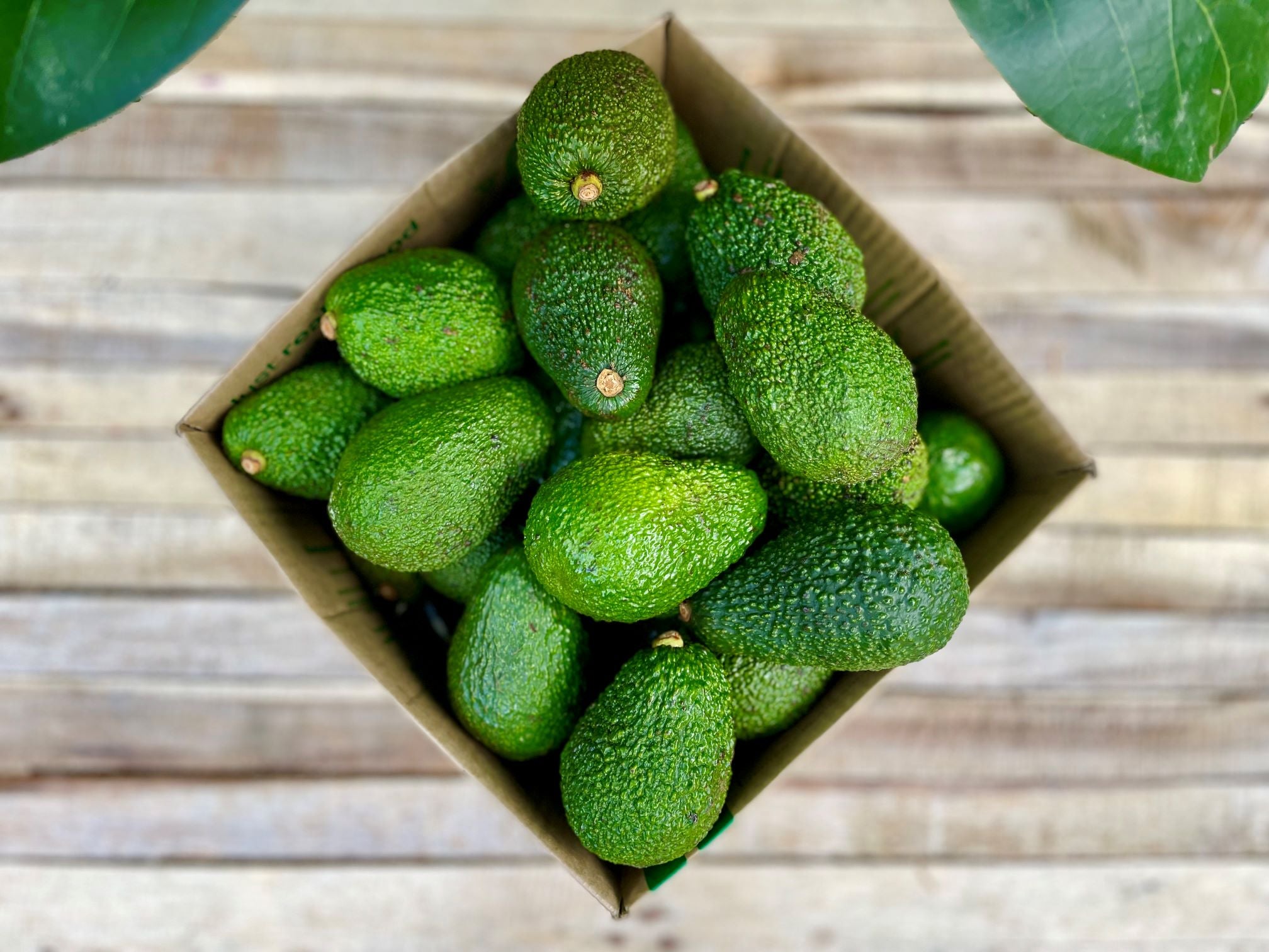 30 Small Avocados | Buy Avocados Online NZ | Grower Outlet