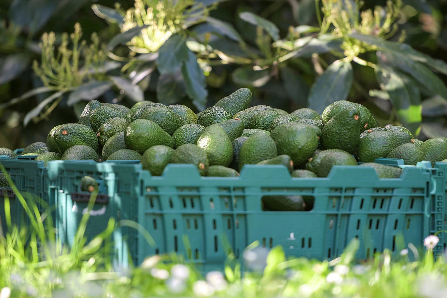 Avocado Ripening Tips and Advice | NZ | Grower Outlet