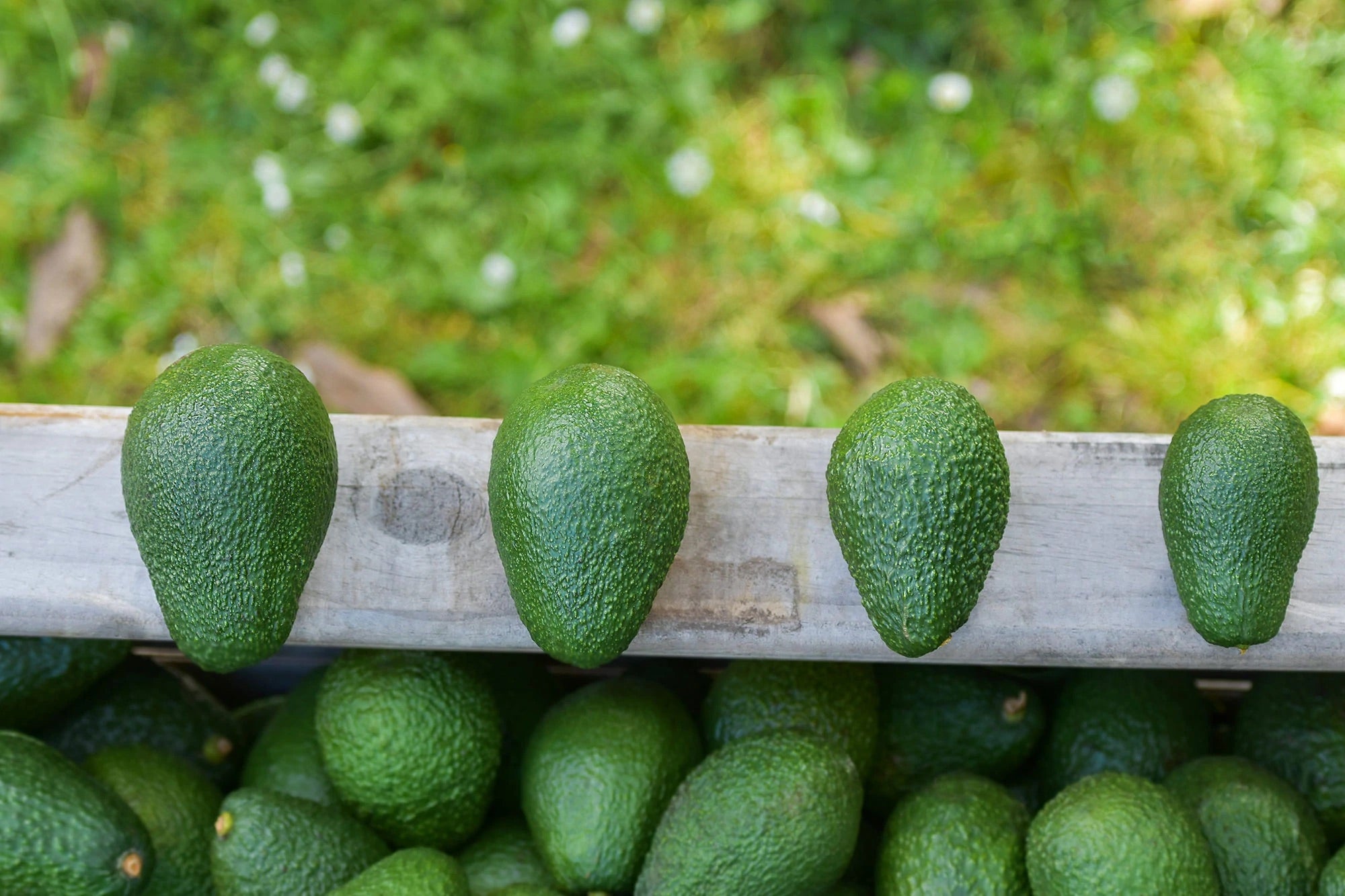 Avocados NZ | Buy Avocados Online | Avocado Subscription
