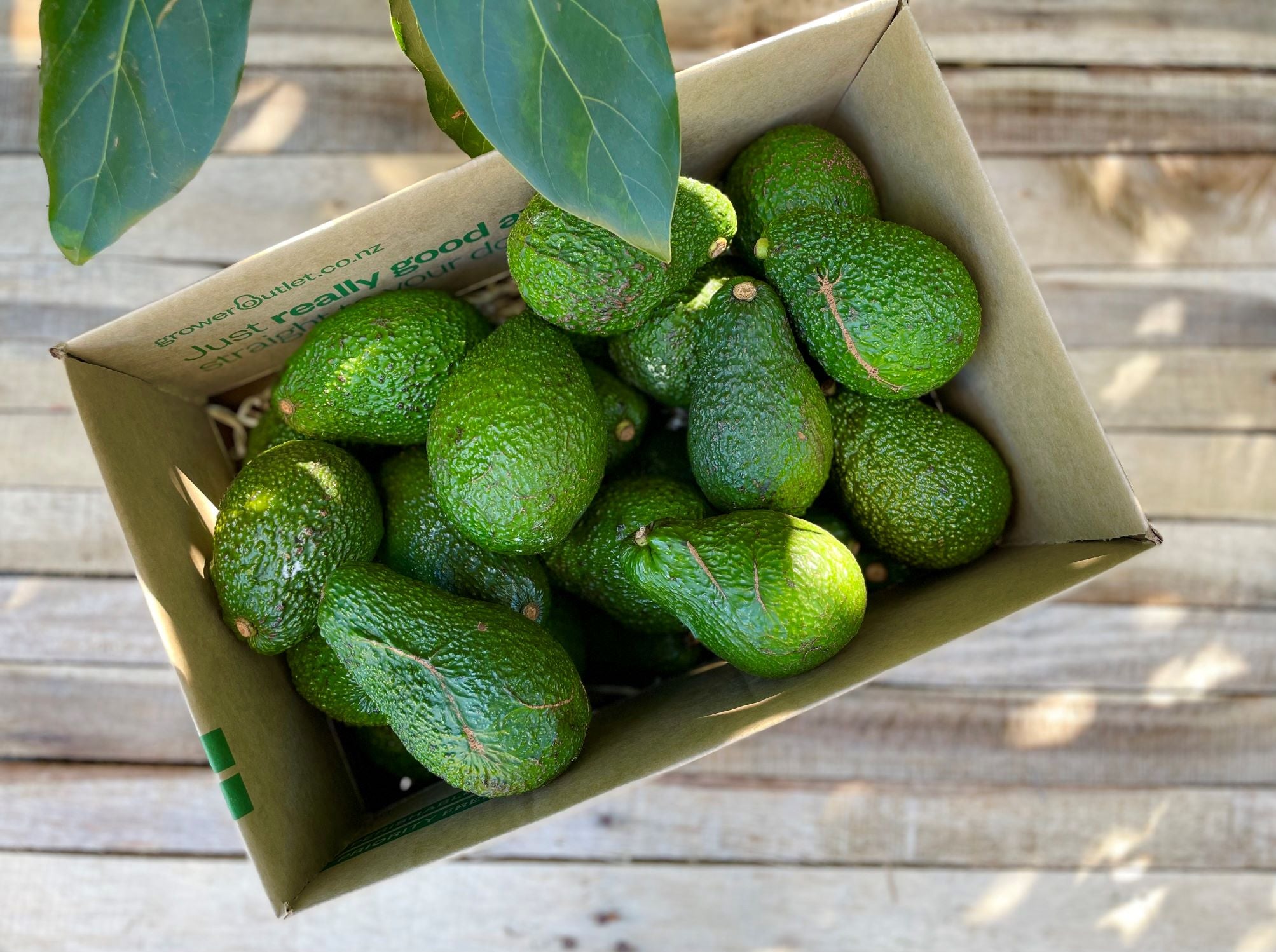 8kg Box of Seconds Avocados | Buy Avocados Online NZ