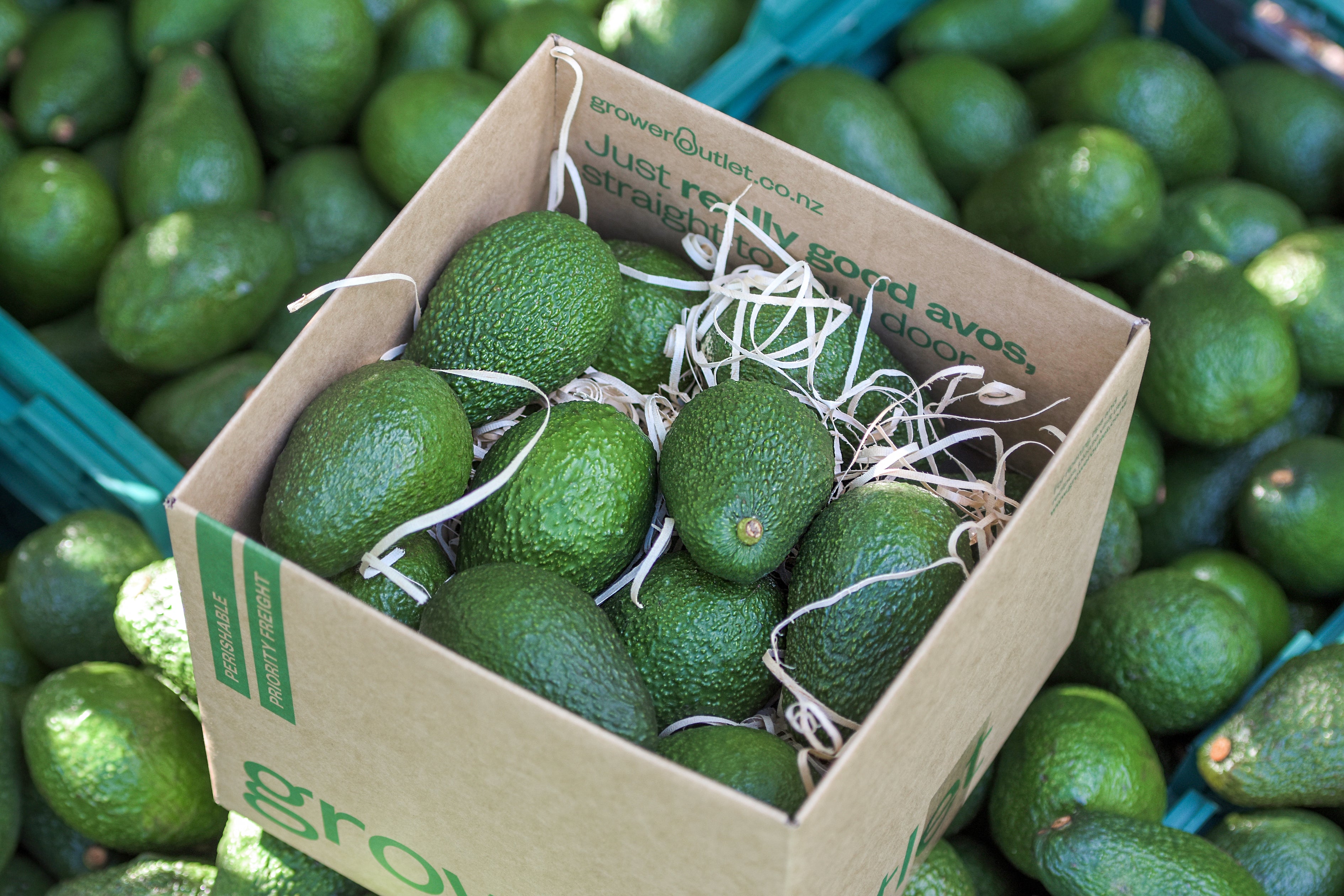 Avocados NZ | Buy Avocados Online | Avocado Subscription